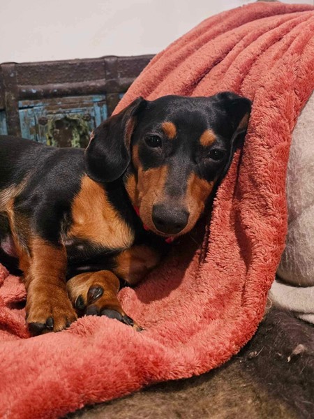 Adopt Jessie from Everton Park QLD | Adopt-A-Dog