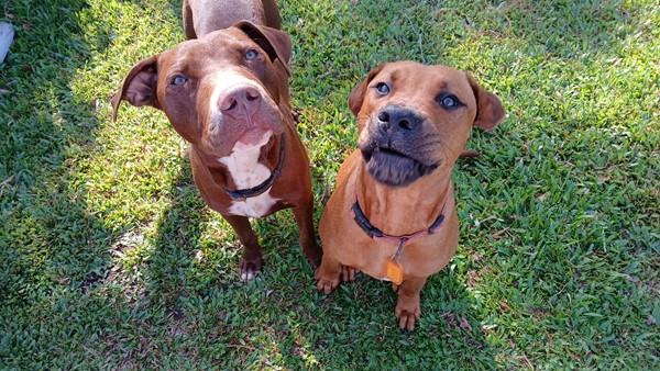 Adopt Roadie from Cairns QLD | Adopt-A-Dog