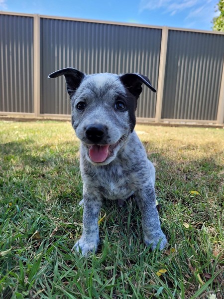 Adopt Huey from Iveragh QLD | Adopt-A-Dog
