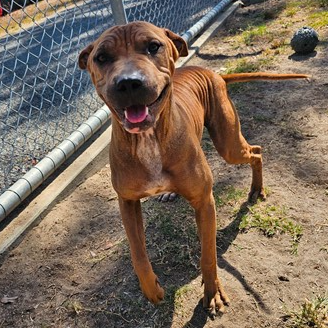 Adopt Ginger from Mareeba QLD | Adopt-A-Dog