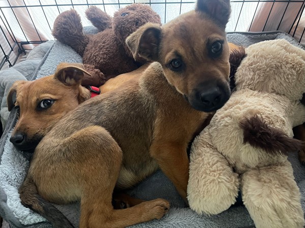 Adopt Poppy- Foster to Adopt from Adelaide SA | Adopt-A-Dog