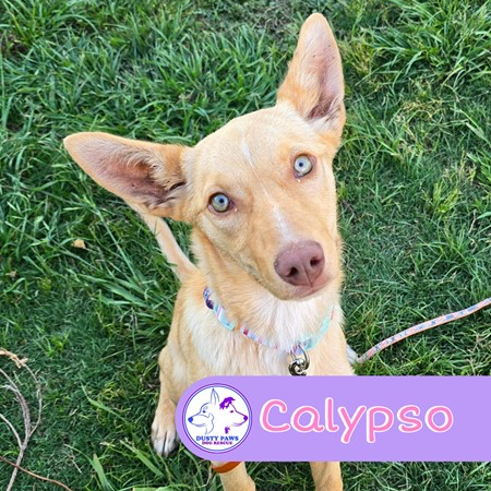 Adopt Calypso from Parkside SA | Adopt-A-Dog