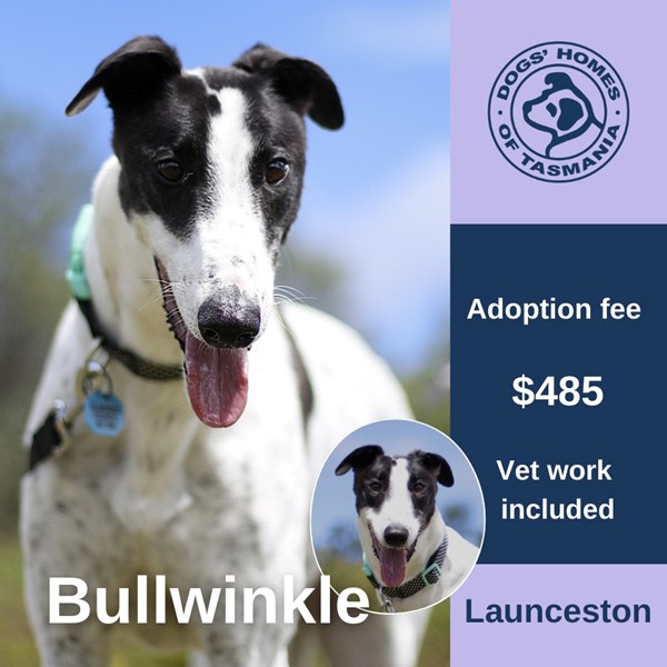 Adopt Bullwinkle from Launceston TAS | Adopt-A-Dog