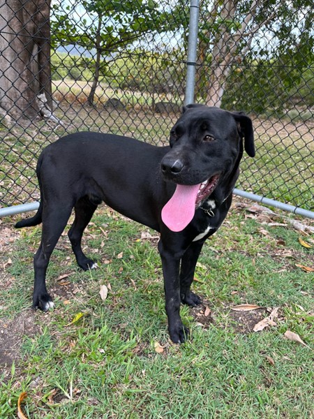 Adopt Neo from Cairns QLD | Adopt-A-Dog