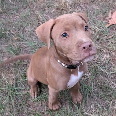Adopt Digby from Ipswich QLD | Adopt-A-Dog