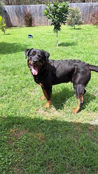 Adopt Jet from Rothwell QLD | Adopt-A-Dog