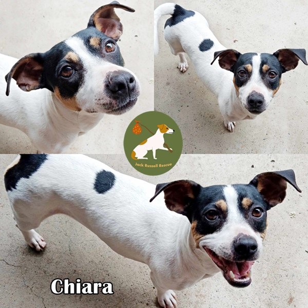 Adopt Chiara from Londonderry NSW | Adopt-A-Dog
