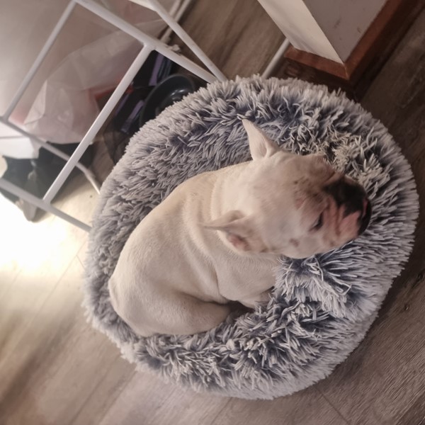 Adopt Pafu from Greenwith SA | Adopt-A-Dog