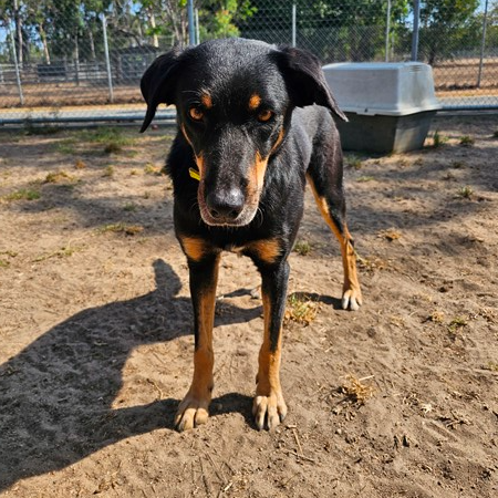 Adopt Riley from Mareeba QLD | Adopt-A-Dog