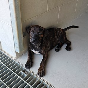 Adopt Della from Mareeba QLD | Adopt-A-Dog