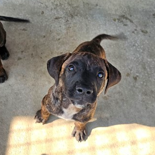 Adopt Digby from Mareeba QLD | Adopt-A-Dog