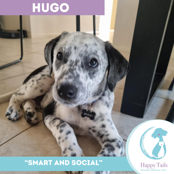 Adopt Hugo from Toowoomba QLD | Adopt-A-Dog