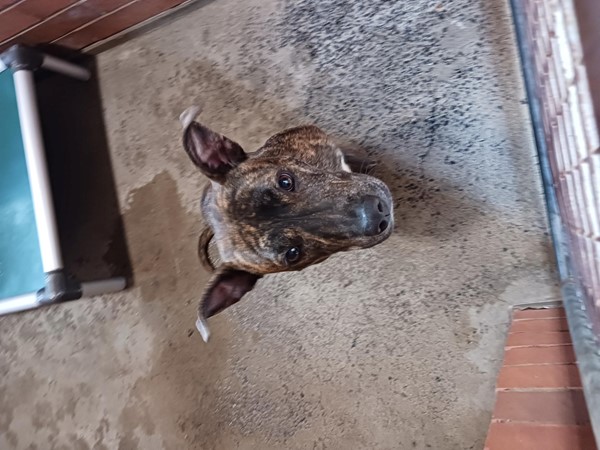 Adopt Betty from South Grafton NSW | Adopt-A-Dog
