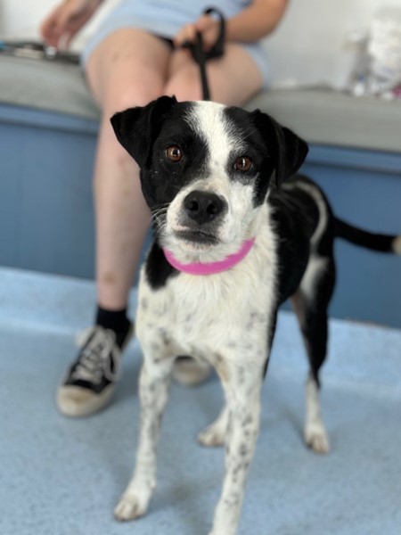 Adopt Gorgon from Highett VIC | Adopt-A-Dog