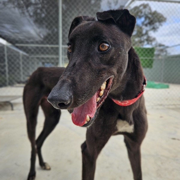 Adopt Rascal from Sydney NSW | Adopt-A-Dog