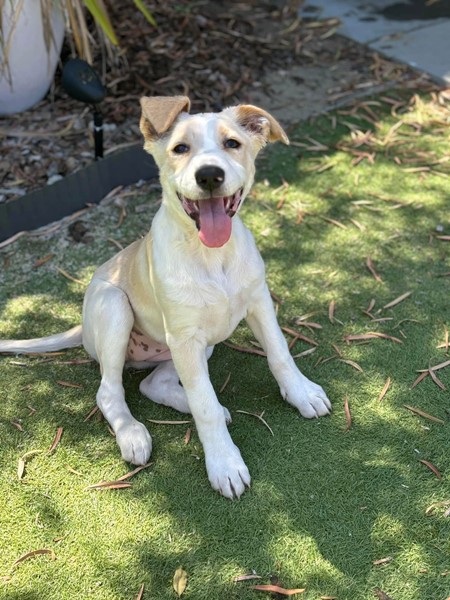 Adopt Puppy Lois from Perth WA | Adopt-A-Dog