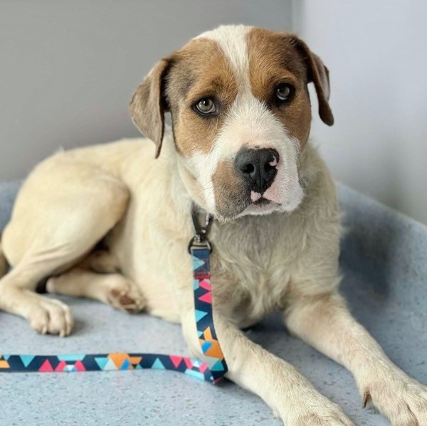 Adopt Peridot from Box hill VIC | Adopt-A-Dog