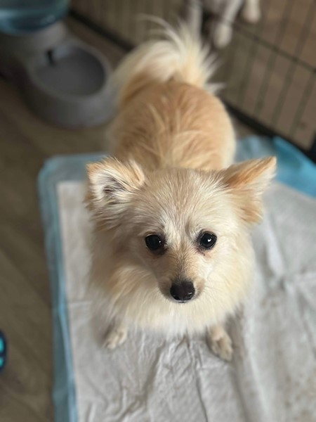 Adopt Nellie from Running Stream NSW | Adopt-A-Dog