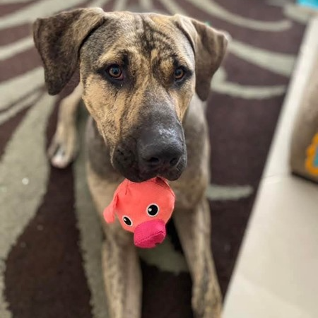 Adopt Nango from Tingalpa QLD | Adopt-A-Dog