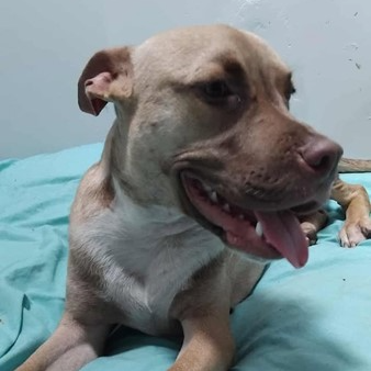 Adopt Asher from MAREEBA QLD | Adopt-A-Dog