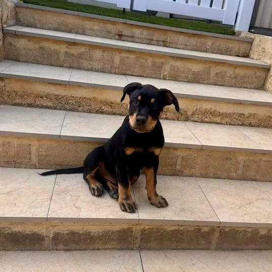 Adopt Puppy Spruce from Perth WA | Adopt-A-Dog