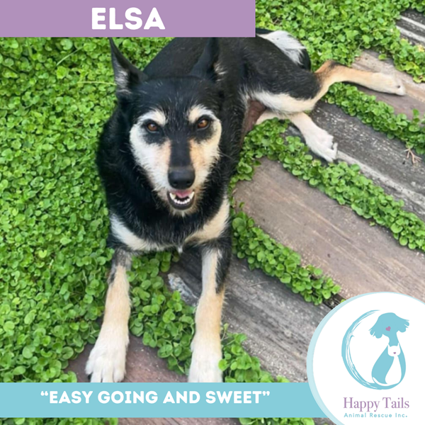 Adopt Elsa from Crestmead QLD | Adopt-A-Dog
