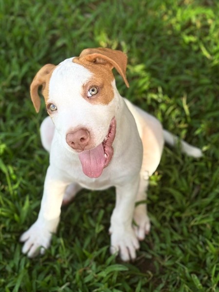 Adopt Reggie/Jingle from Milla Milla QLD | Adopt-A-Dog