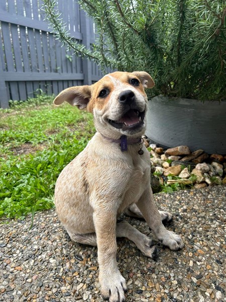 Adopt Floss from Albany Creek QLD | Adopt-A-Dog