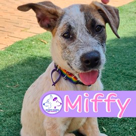Adopt Miffy from Adelaide SA | Adopt-A-Dog