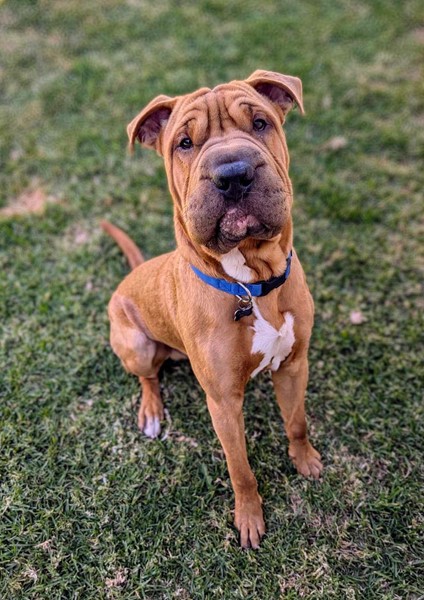 Adopt Lucas from 27 Talbot Road, Southern River WA | Adopt-A-Dog