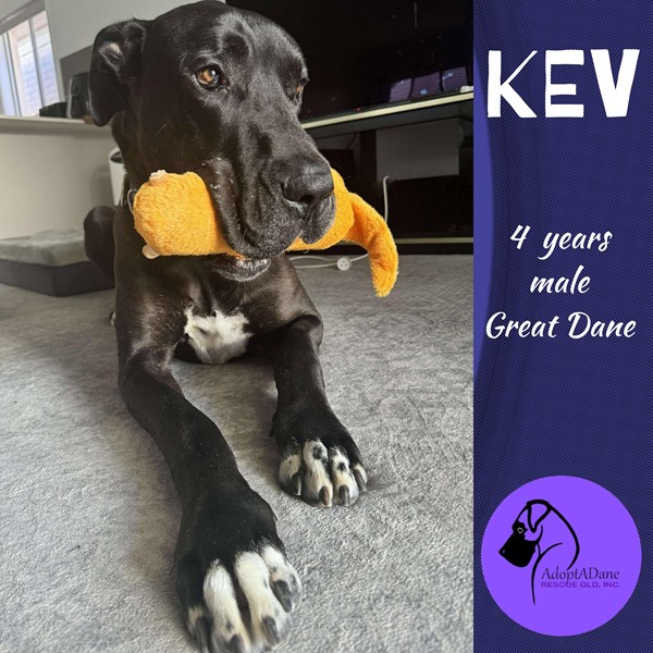 Adopt Kev from Brisbane QLD | Adopt-A-Dog