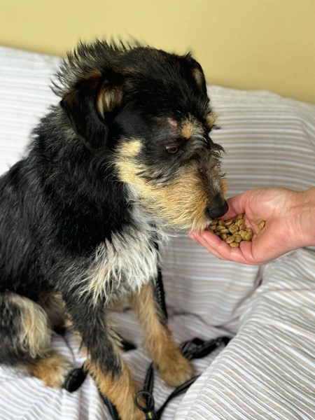 Adopt Cooper from Running Stream NSW | Adopt-A-Dog