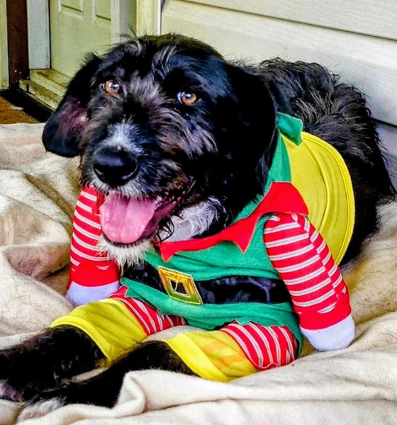 Adopt Chase from Running Stream NSW | Adopt-A-Dog