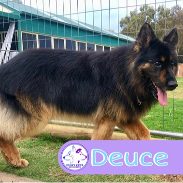 Adopt Deuce from Lewiston SA | Adopt-A-Dog