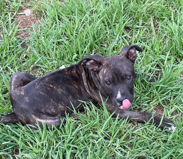 Adopt Bobby from Wagga Wagga NSW | Adopt-A-Dog