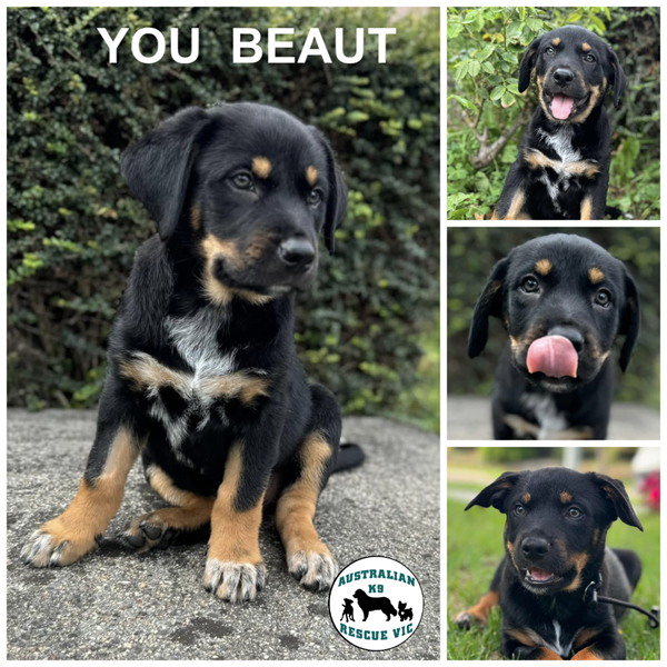 Adopt You Beaut from Mill Park VIC | Adopt-A-Dog