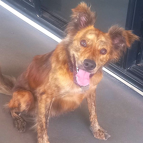 Adopt Pepe from Broome WA | Adopt-A-Dog