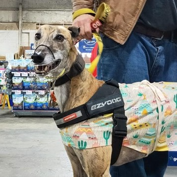 Adopt Marty from Perth WA | Adopt-A-Dog