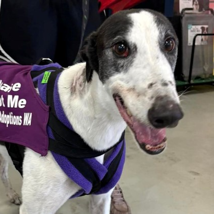 Adopt Arnold from Perth WA | Adopt-A-Dog