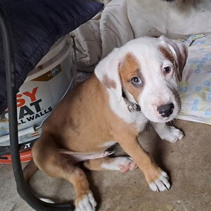 Adopt Butch from BOWEN QLD | Adopt-A-Dog