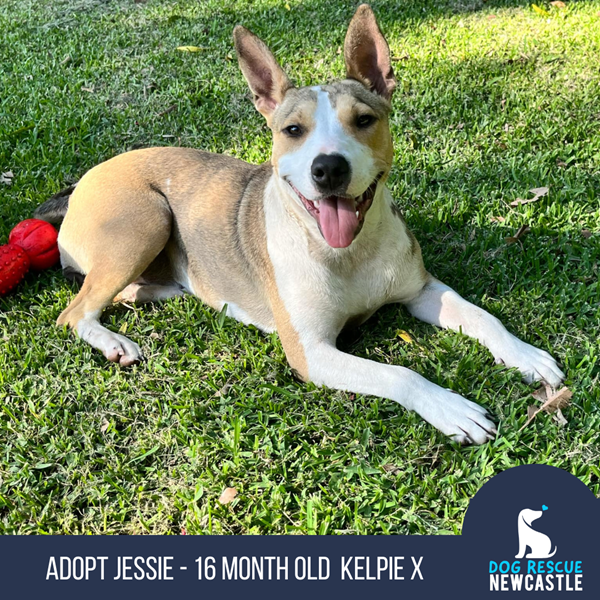 Adopt Jessie from Newcastle NSW | Adopt-A-Dog