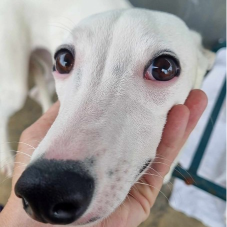 Adopt Kimba from Batlow NSW | Adopt-A-Dog