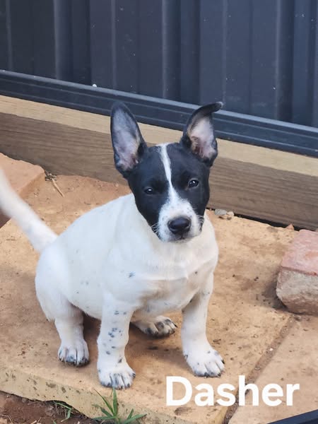 Adopt Dasher from Warradale SA | Adopt-A-Dog