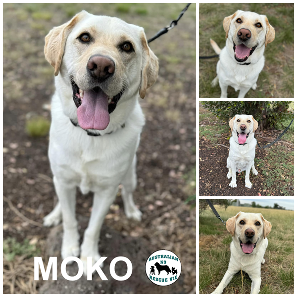 Adopt Moko from viewbank VIC | Adopt-A-Dog
