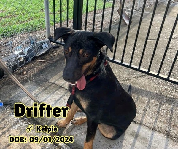 Adopt Drifter from Beecher QLD | Adopt-A-Dog