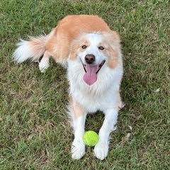 Adopt Marley from Manly West QLD | Adopt-A-Dog
