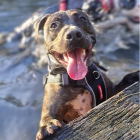 Adopt Remco from The Entrance NSW | Adopt-A-Dog