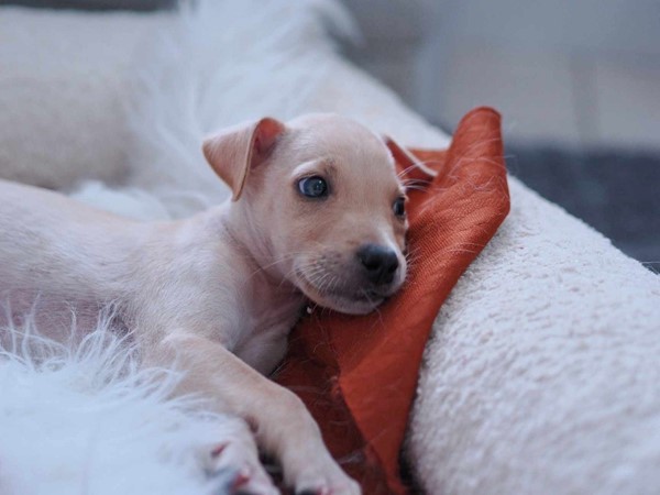 Adopt Kobi from Mooroobool QLD | Adopt-A-Dog