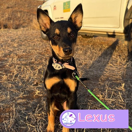 Adopt Lexus from Royal Park SA | Adopt-A-Dog