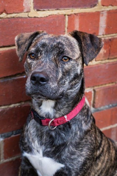 Adopt Benny Lozano from Highett VIC | Adopt-A-Dog
